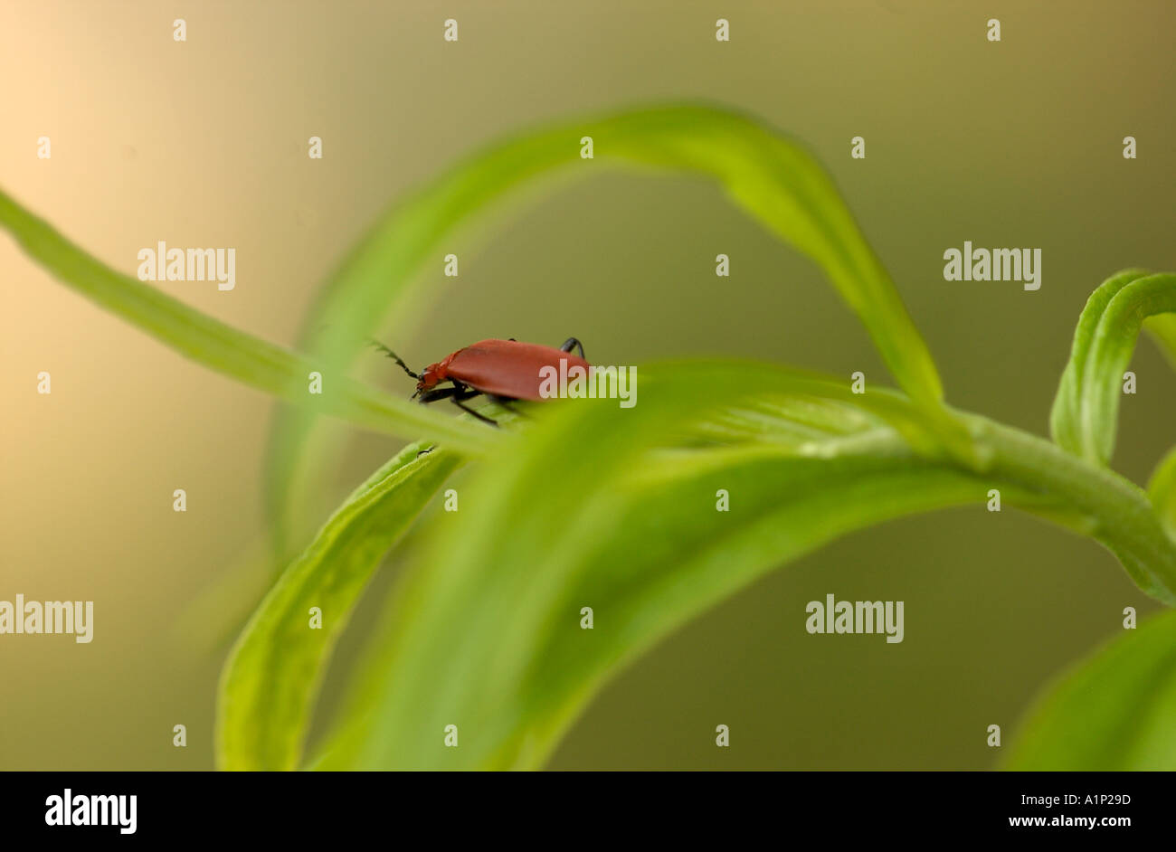 Small red insect on a green stem with a clean background. Macro ...