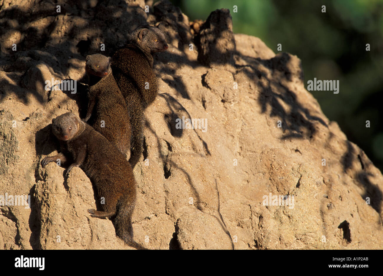 Group of Dwarf Mongoose Stock Photo - Alamy