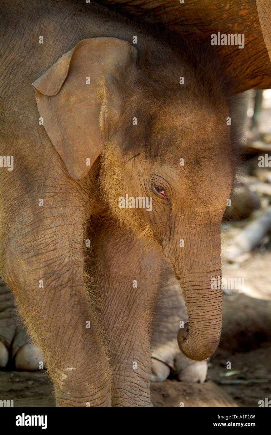 ASIAN ELEPHANT calf Elephas maximus by mother Stock Photo - Alamy