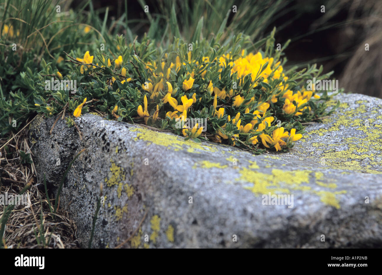 Common Birds foot trefoil Lotus corniculatus flowers on stone bed Stock ...