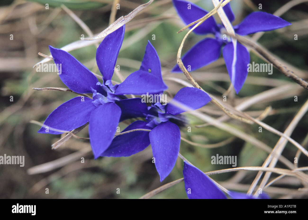 Close-up of Gentiana Gentian flowers in World Heritage Site Pirin ...