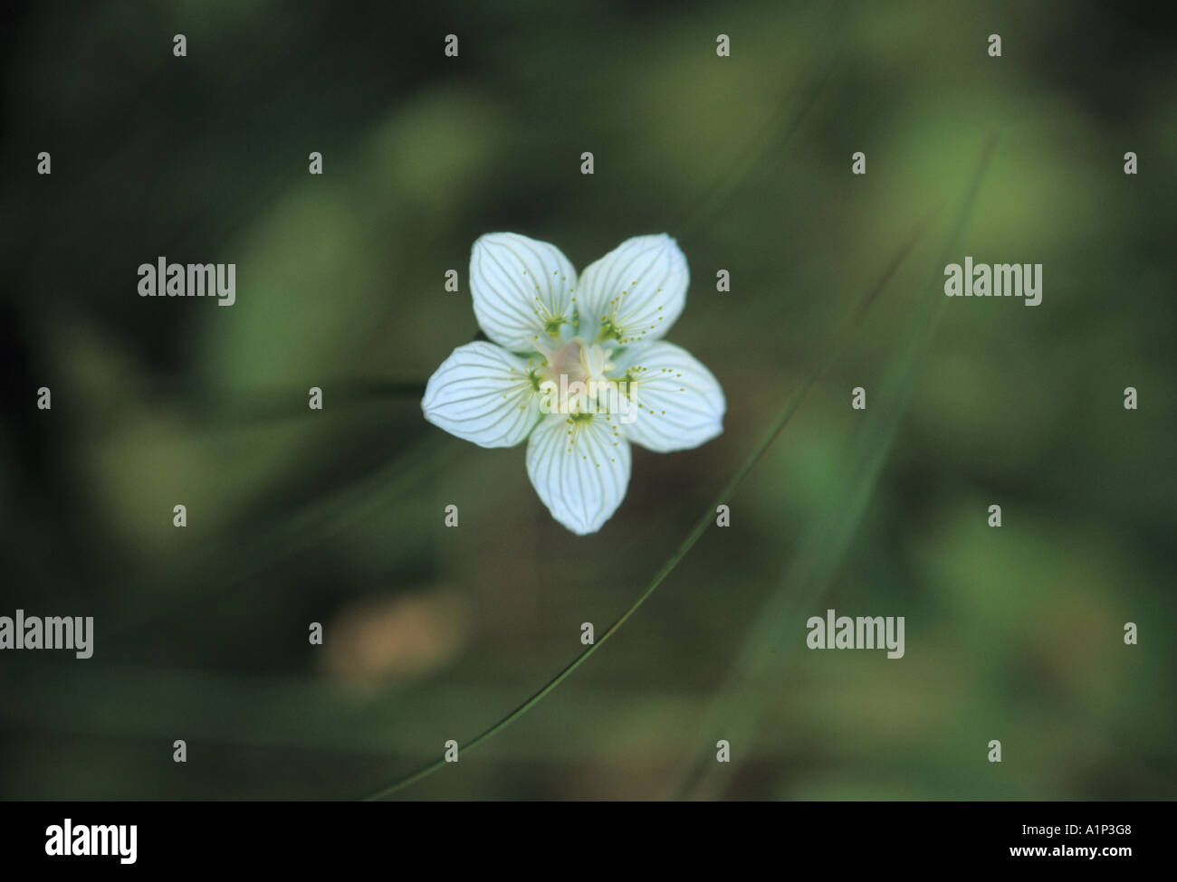 White flower grass of parnassus parnassia palustris hi-res stock ...
