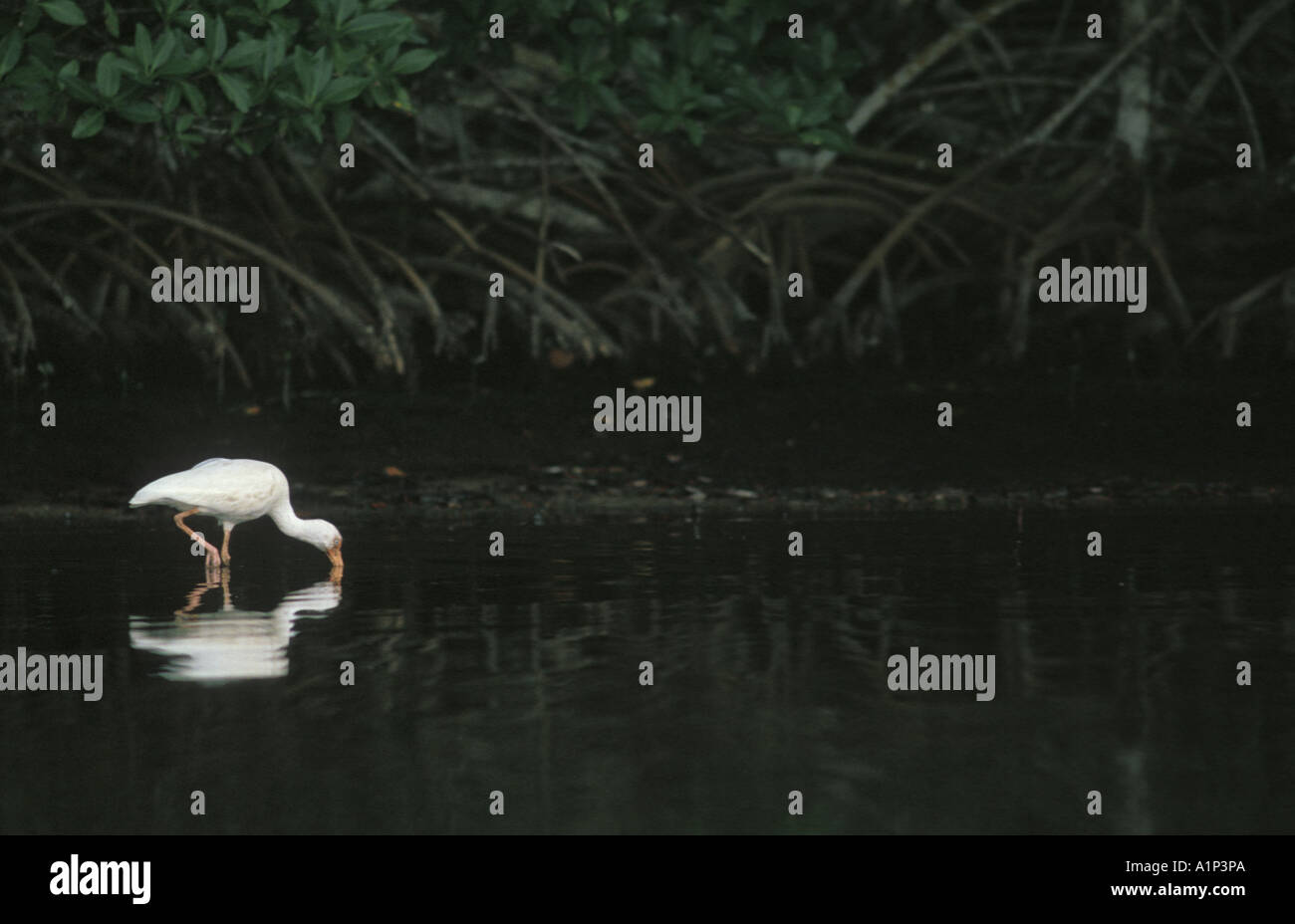 white ibis Eudocimus albus fishing along the edge of mangrove trees in ...