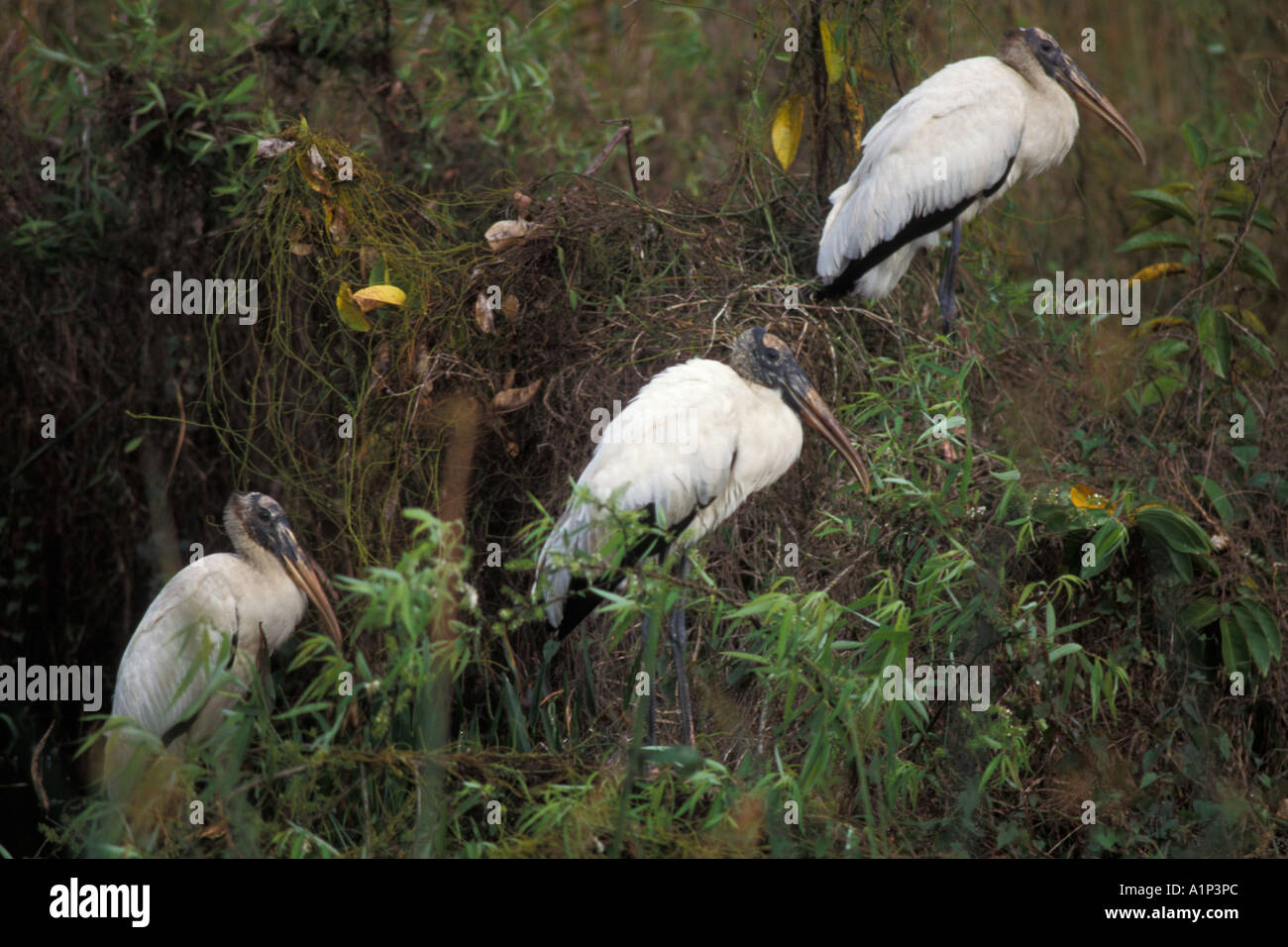 wood stork Mycteria americana three sitting in a tree in Everglades ...
