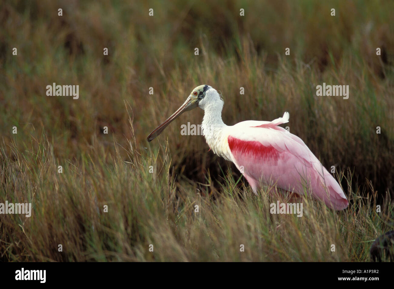 roseate spoonbill Ajaia ajaja in a marsh in Merritt Island Wildlife ...