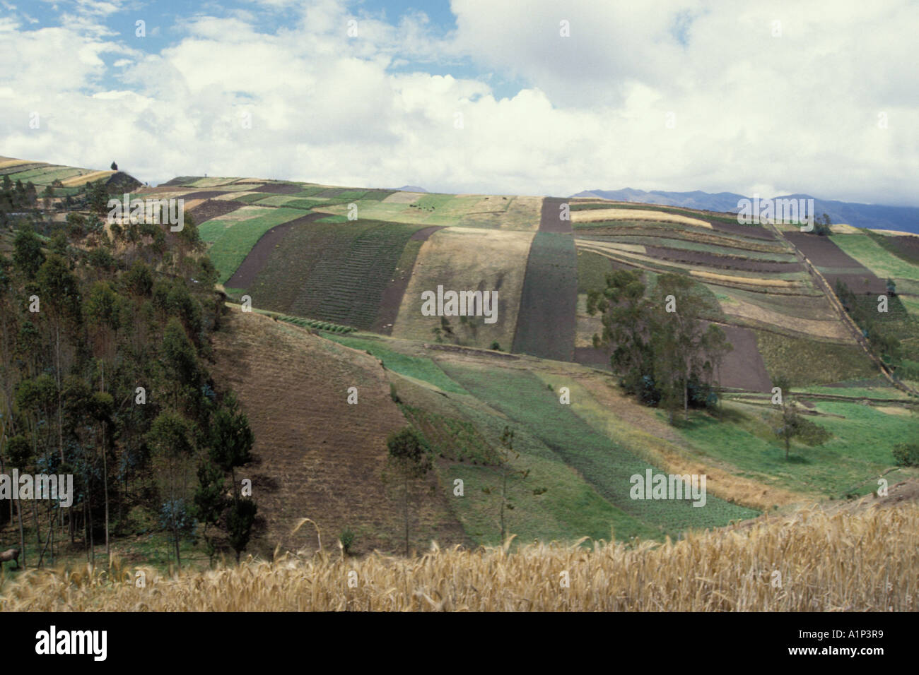 Farming south america deforestation hi-res stock photography and images ...