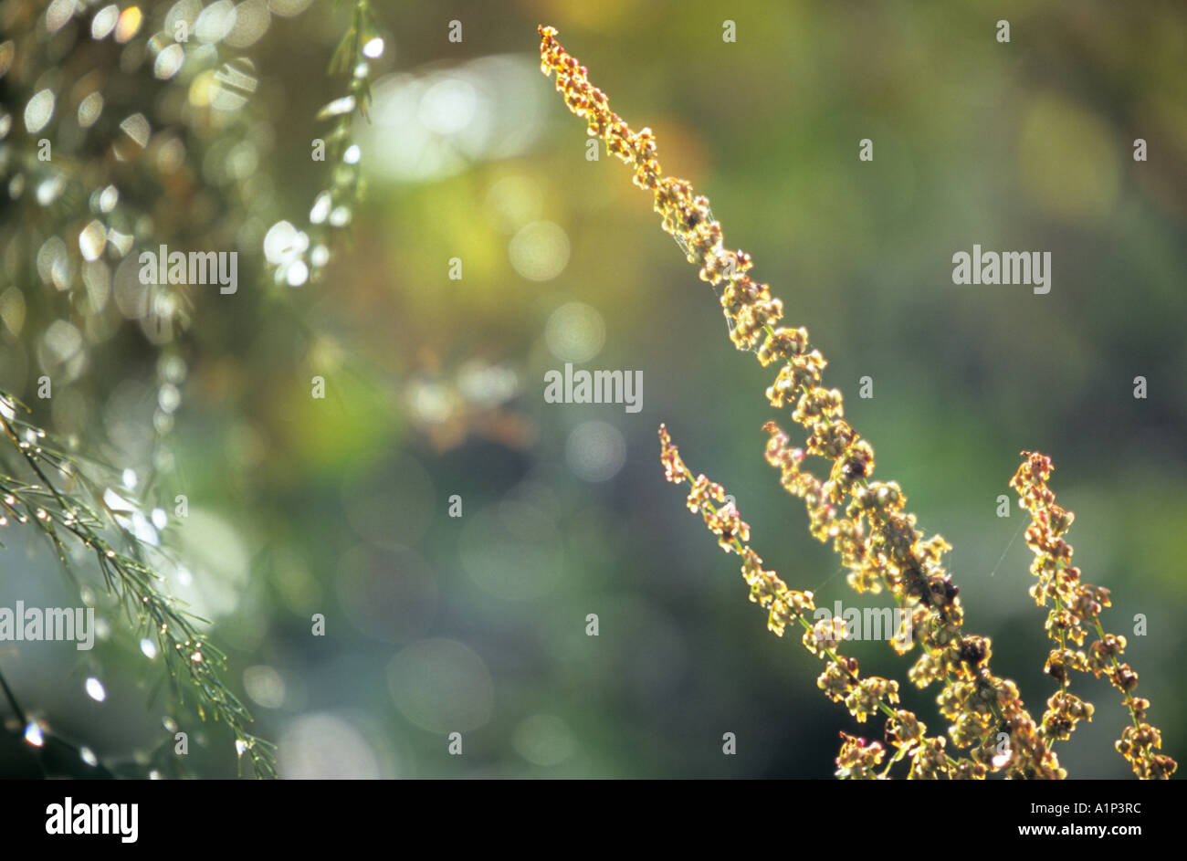 Sunlit plant Dock Rumex seeds Stock Photo - Alamy