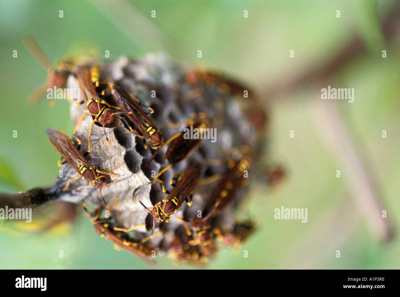 wasps on their hive in the southern end of Ecuador South America Stock ...