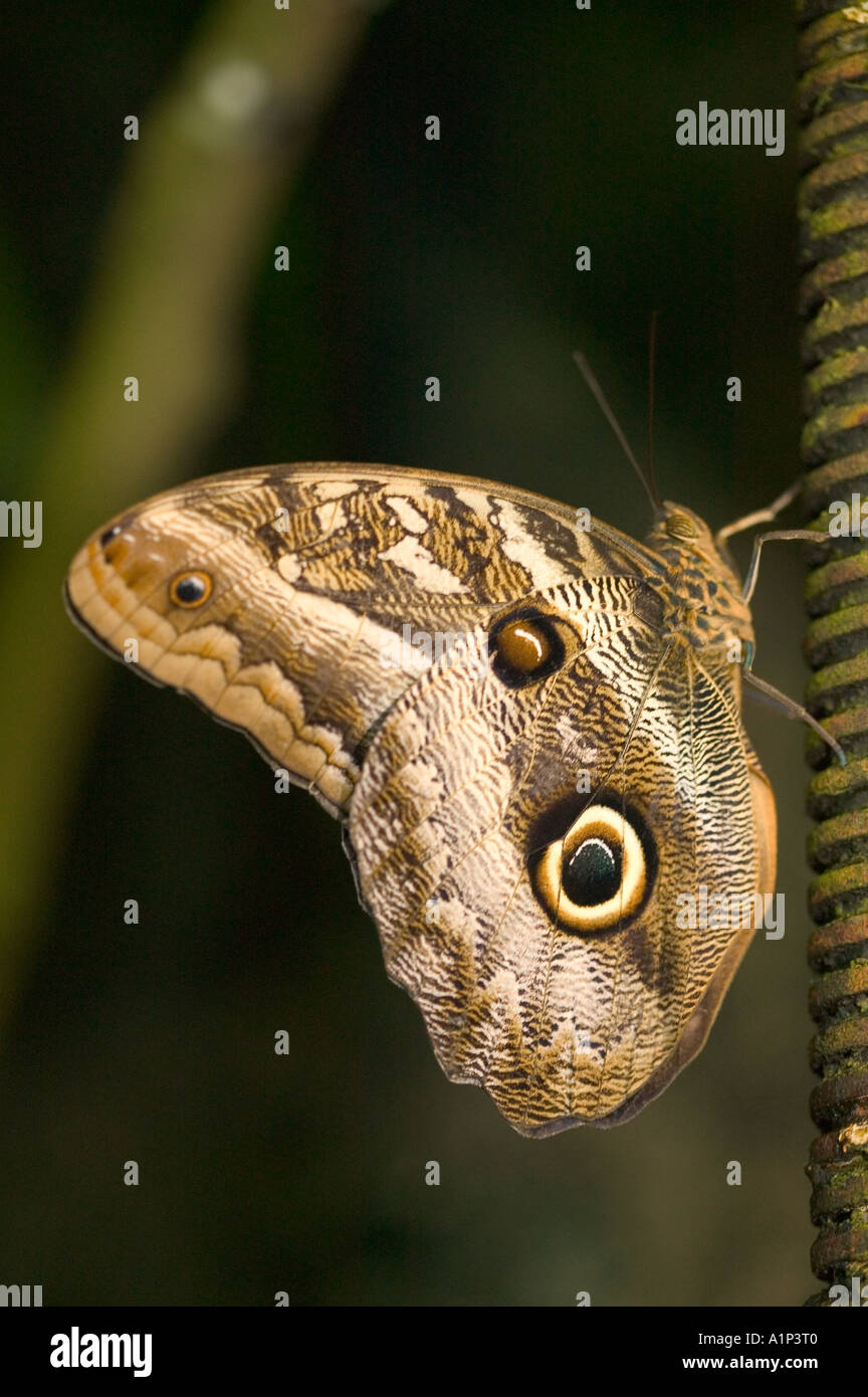 an Owl Butterfly Stock Photo - Alamy