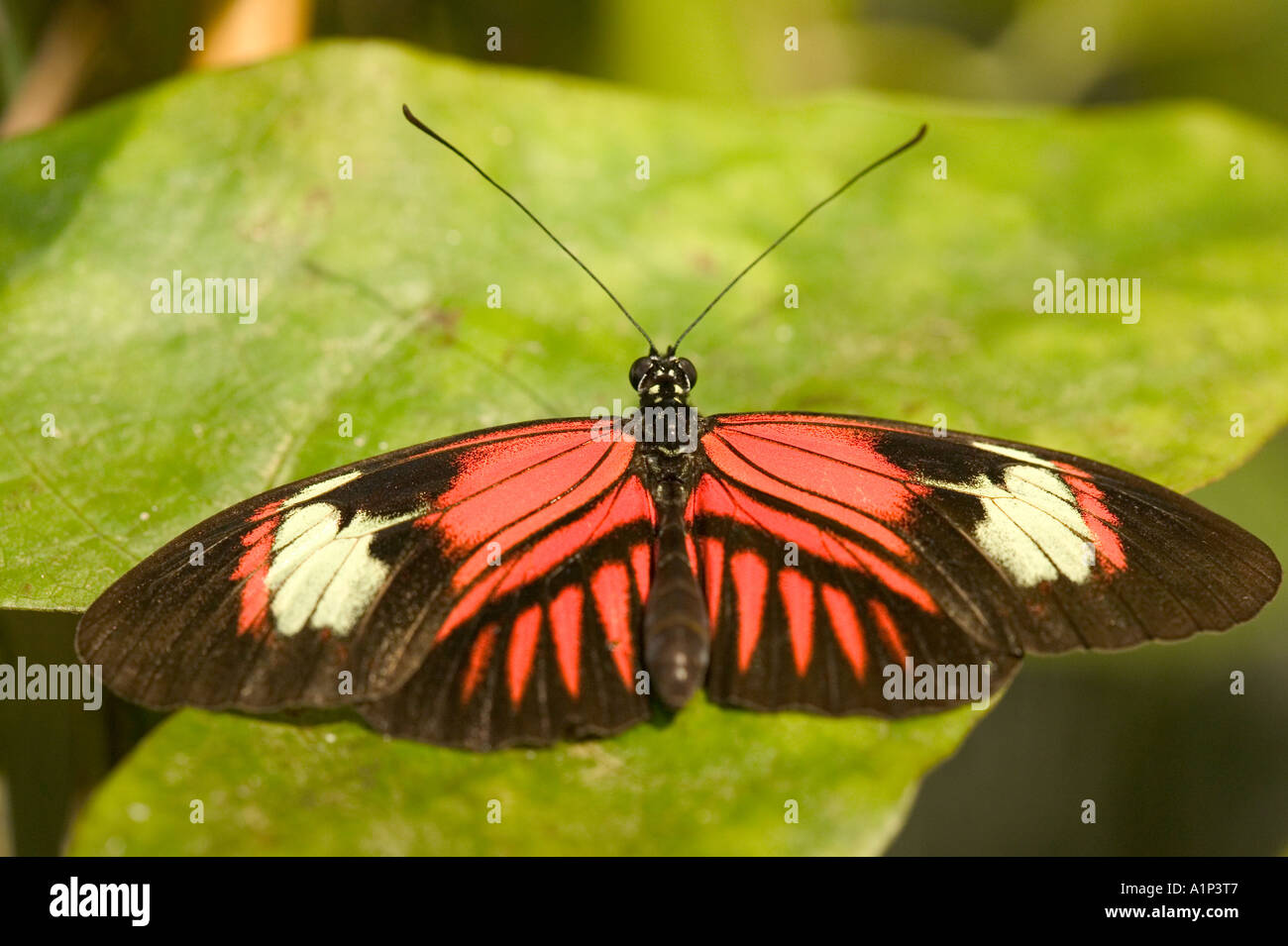 a tropical butterfly Stock Photo - Alamy