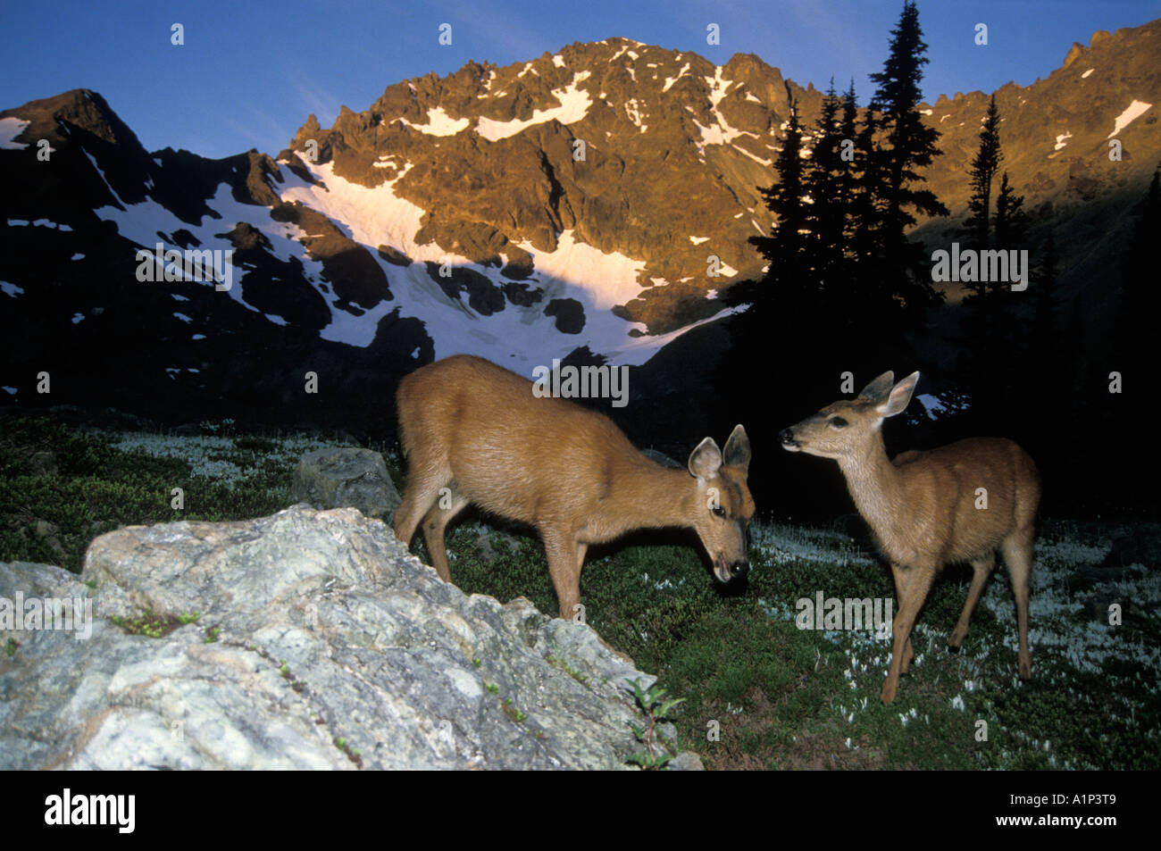 Black tail deer olympic peninsula hi-res stock photography and images ...