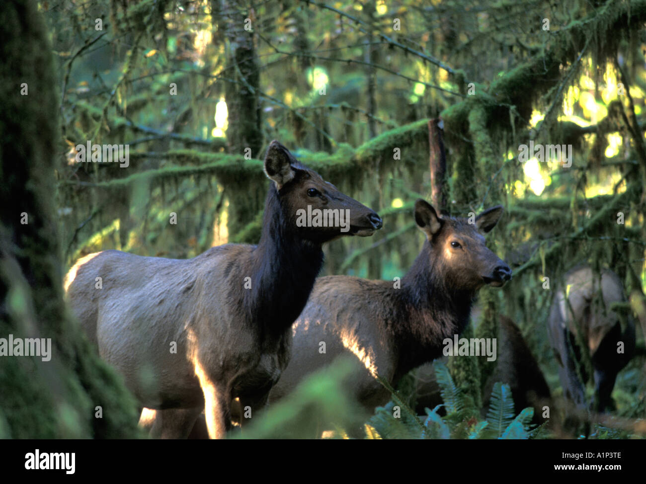 Roosevelt elk Cervus elaphus cows in the rainforest of the Olympic ...