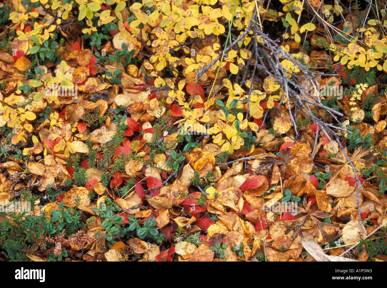 Leave changing colors hi-res stock photography and images - Alamy