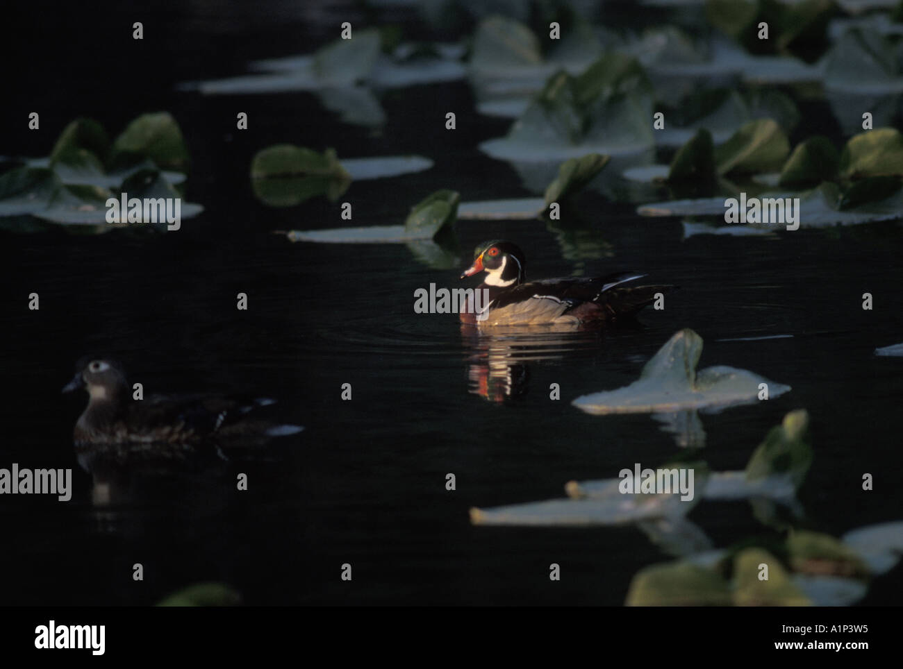 wood duck Aix sponsa in a small pond Idaho Stock Photo - Alamy