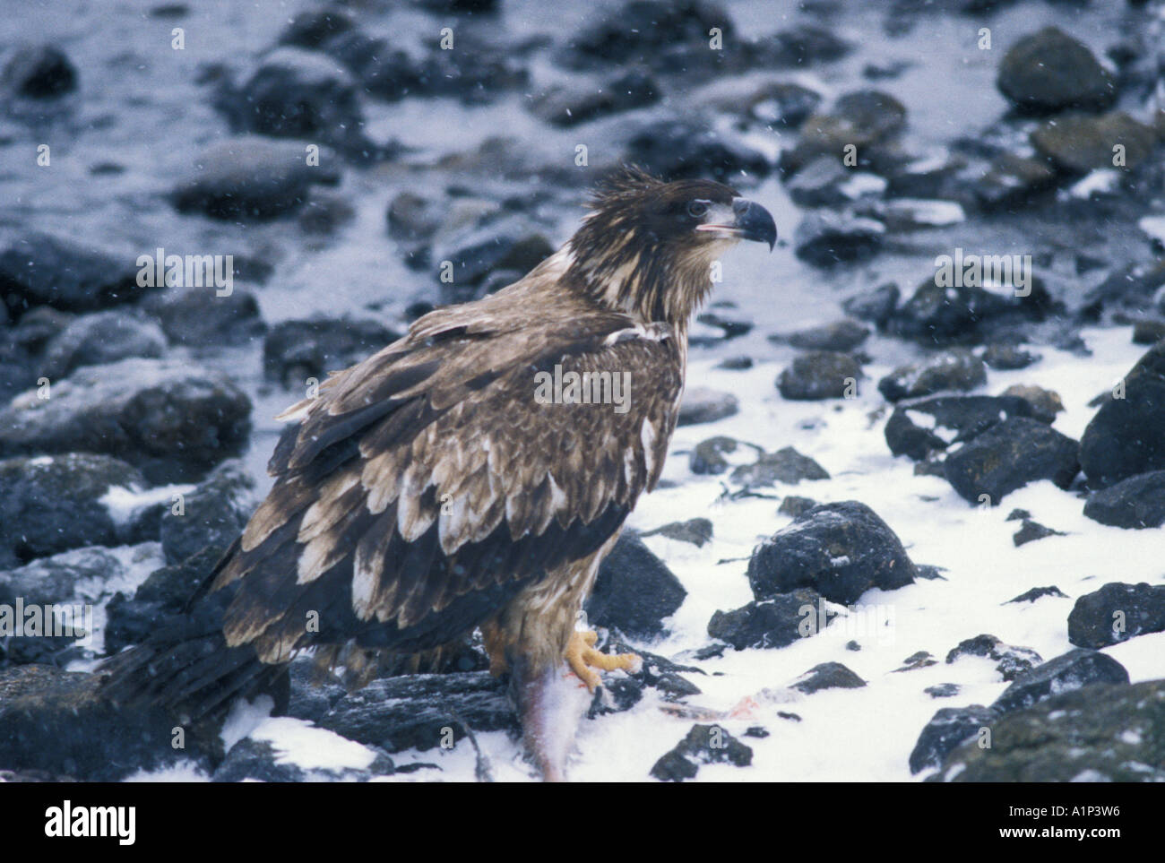 bald eagle Haliaeetus leucocephalus juvenile eats walleye pollock ...