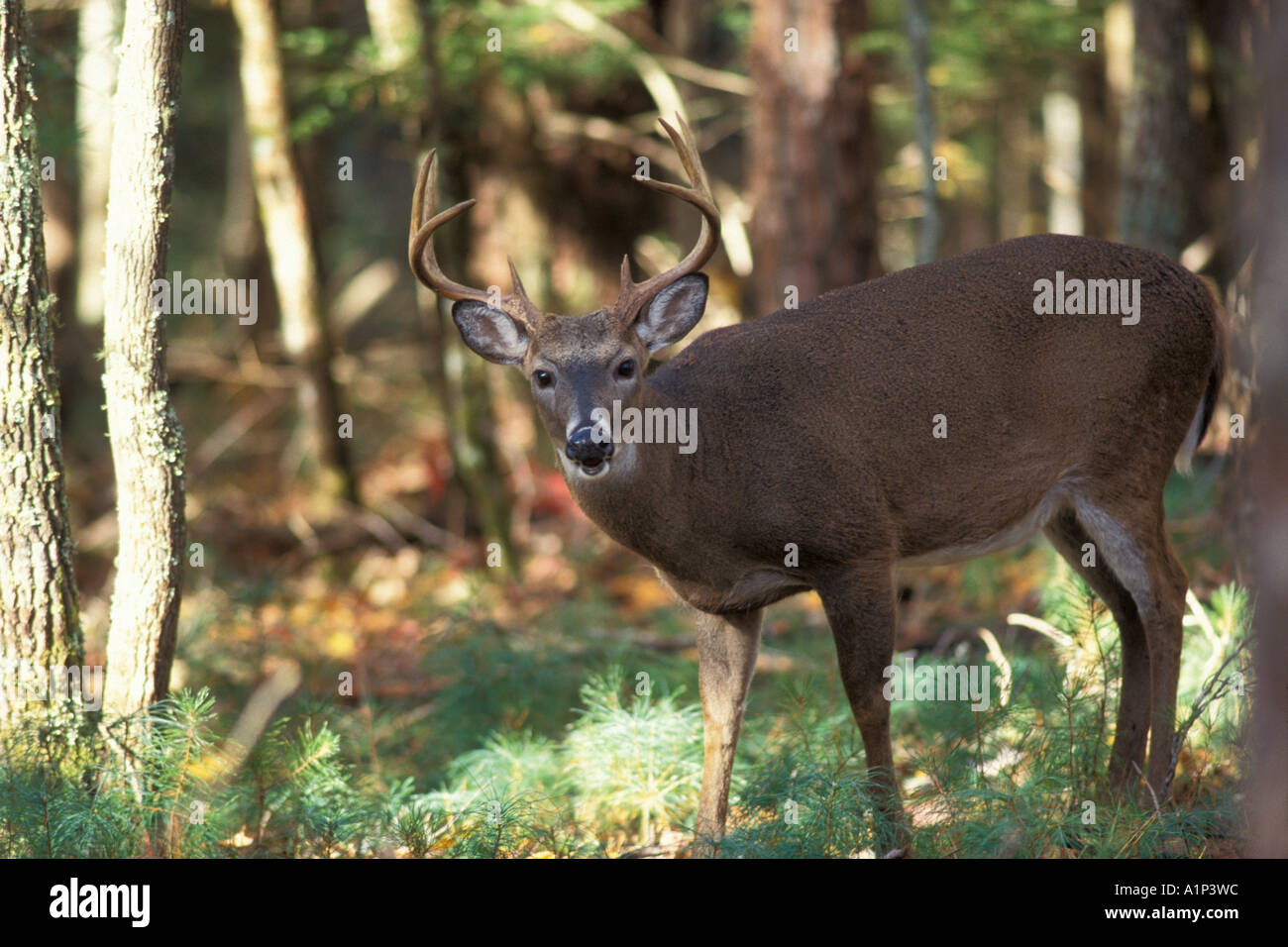 Trophy whitetail buck deer tennessee hi-res stock photography and ...