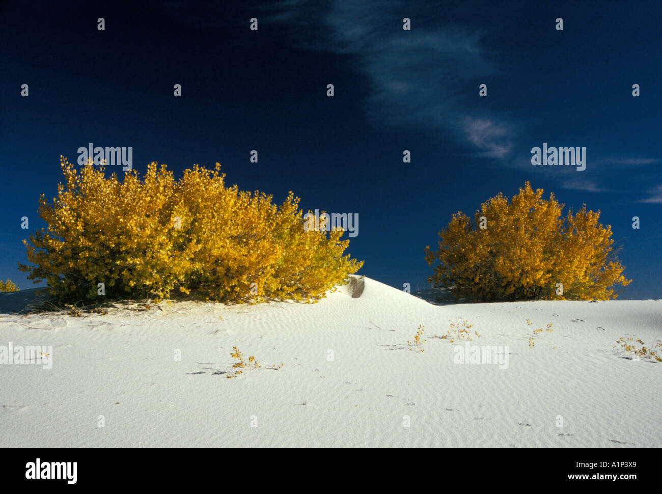 narrowleaf cottonwood Populus deltoides in fall colors in White Sands ...