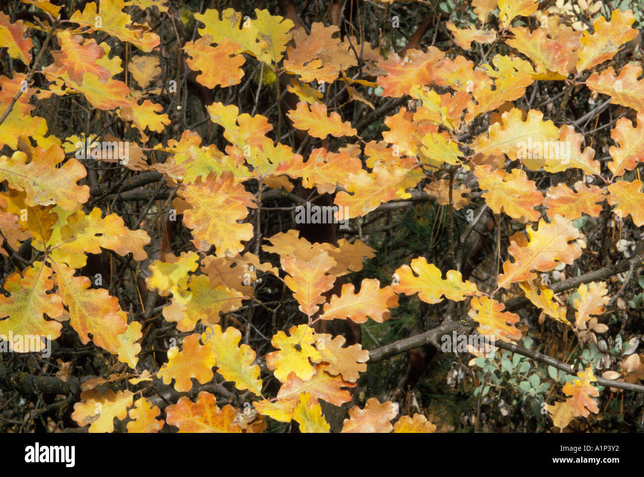california white oak Quercus lobata in full fall colors central ...