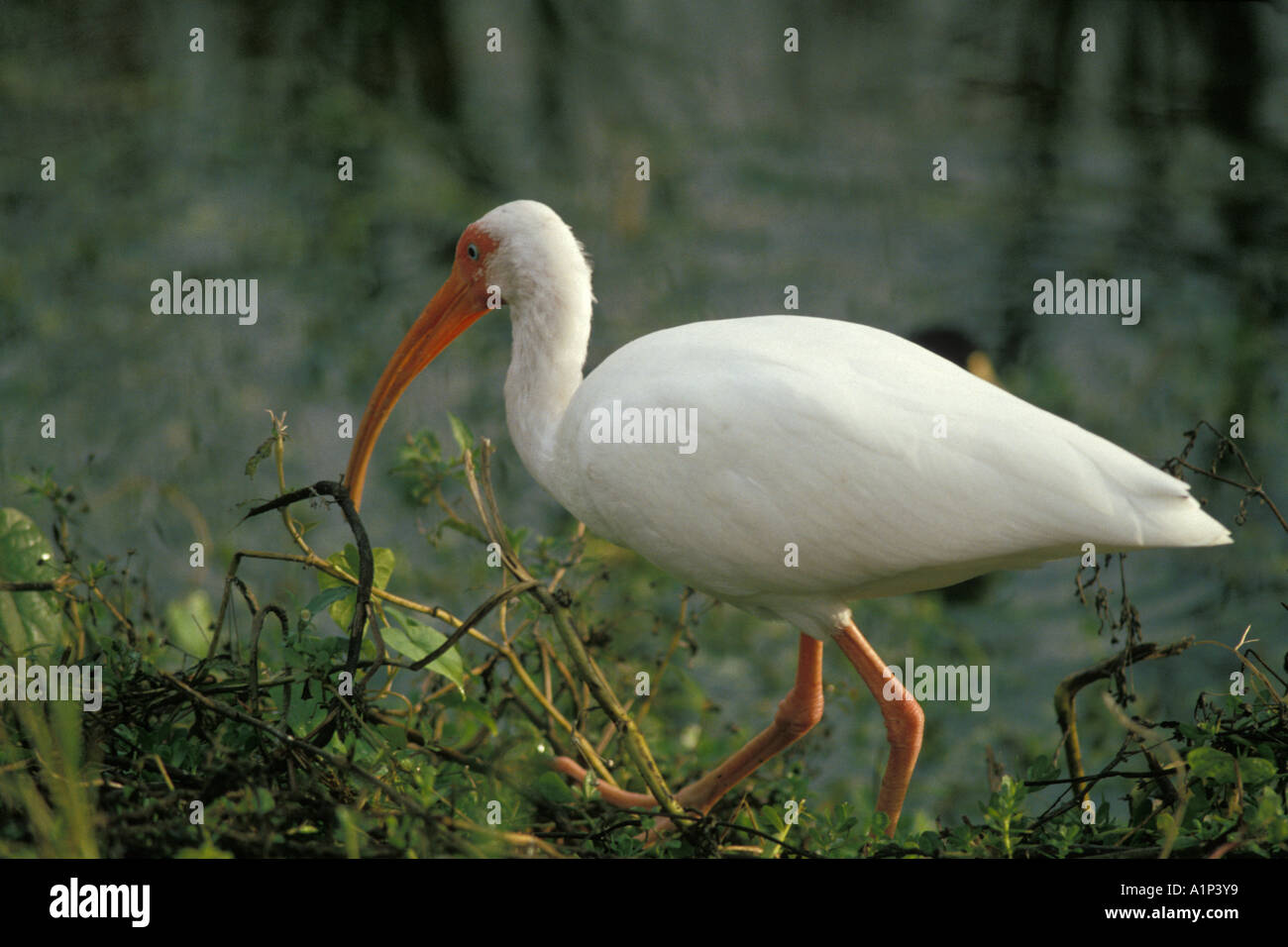 white ibis Eudocimus albus walking along the edge of mangrove trees in ...