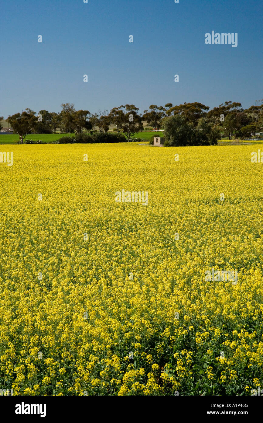 Adelaide meadows hi-res stock photography and images - Alamy