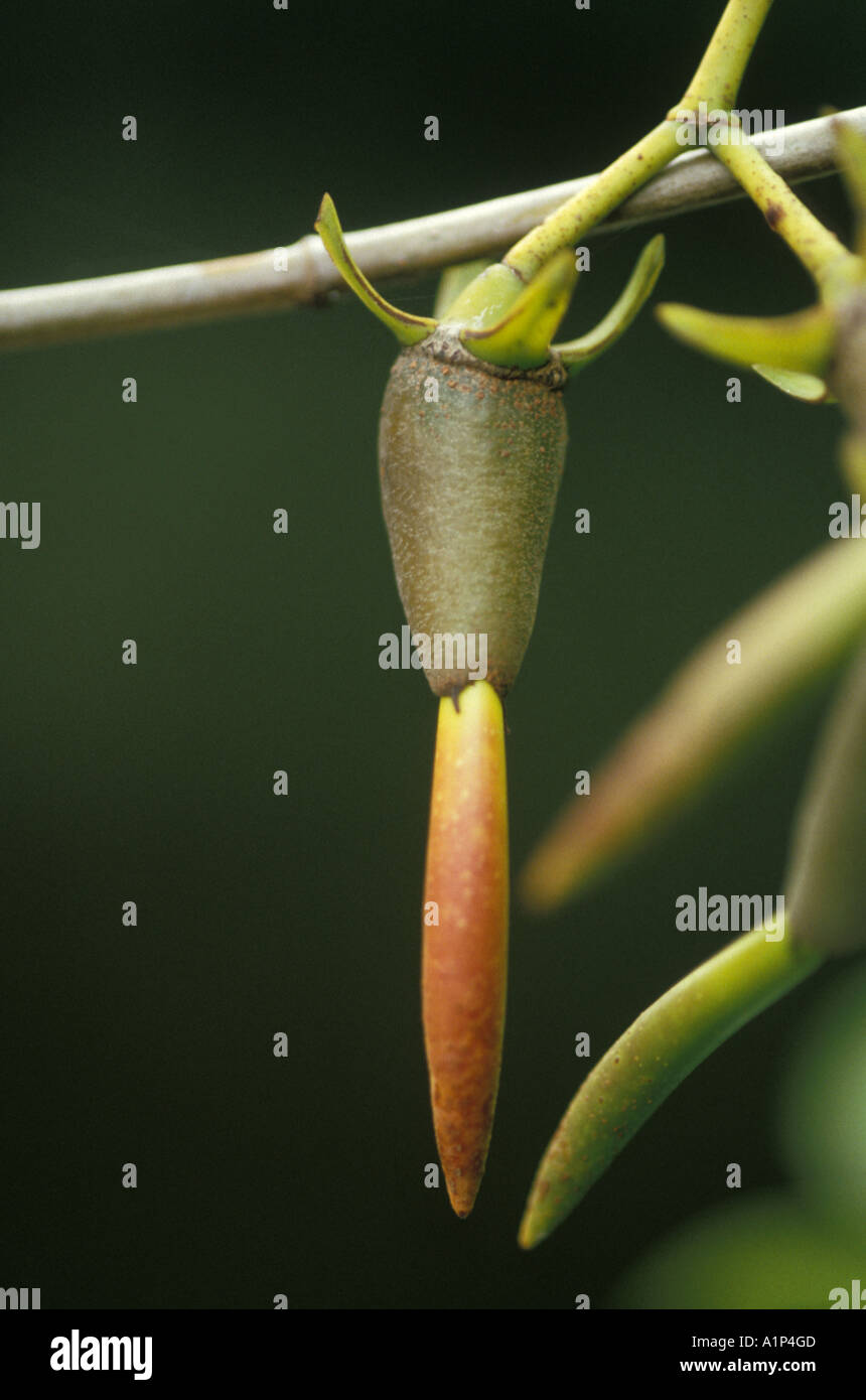 Mangrove seeds hi-res stock photography and images - Alamy