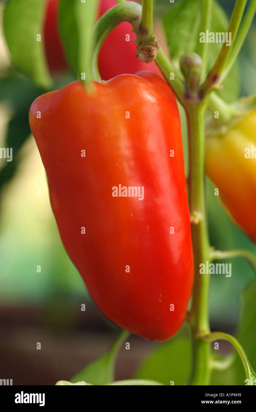 Capsicum annuum Pepper Paradise ready for Harvesting Stock Photo - Alamy