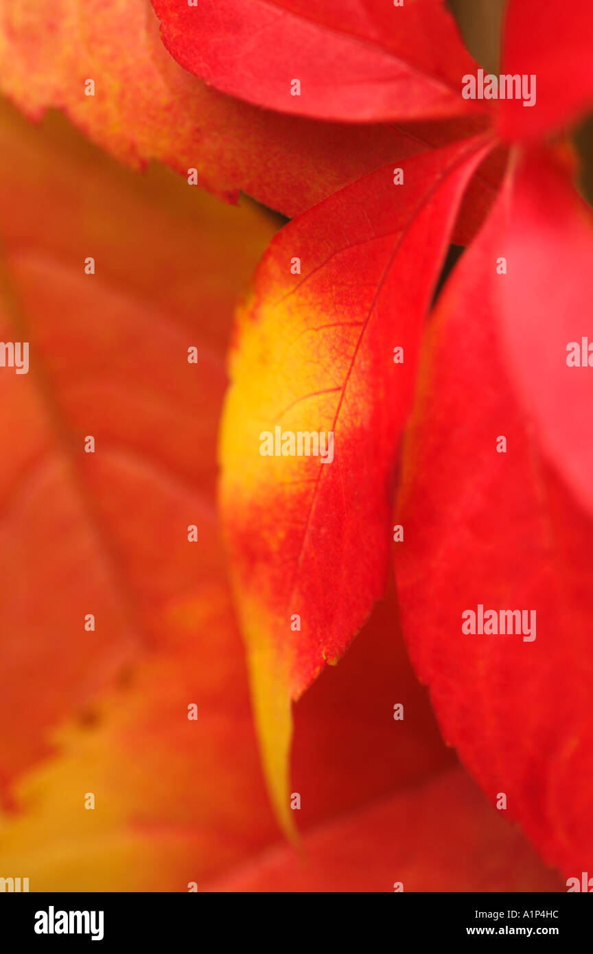 Virginia creeper virginia creeper parthenocissus hi-res stock ...