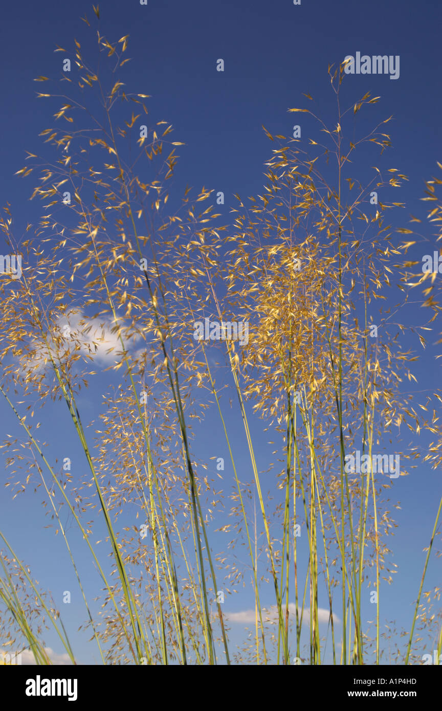 Stipa gigantea also known as Giant Feather Grass and Golden Oats set ...