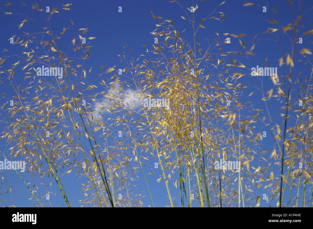 Stipa gigantea also known as Giant Feather Grass and Golden Oats set ...