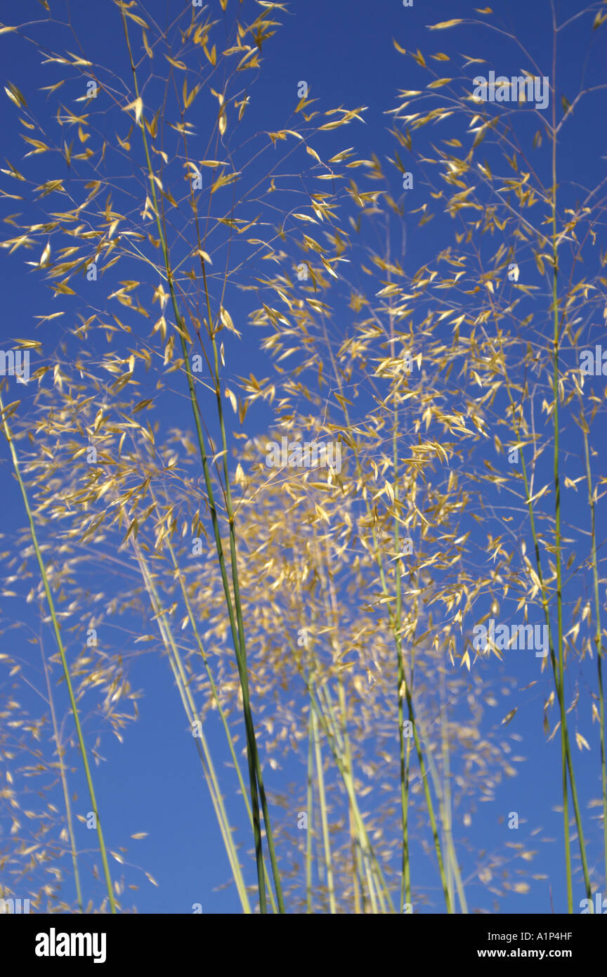 Stipa gigantea also known as Giant Feather Grass and Golden Oats set ...