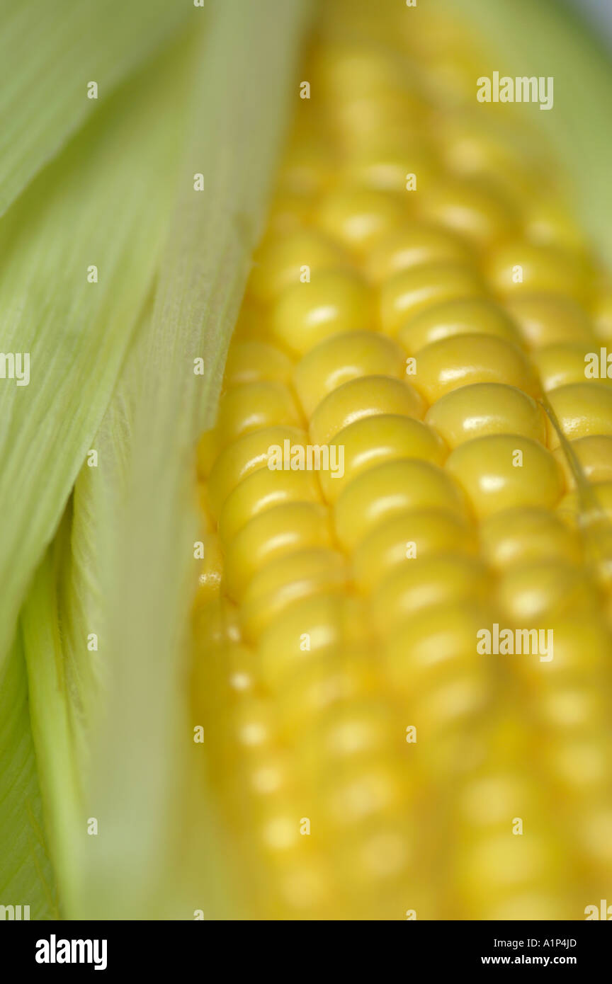 Corn on the Cobb close up Sweetcorn Stock Photo - Alamy
