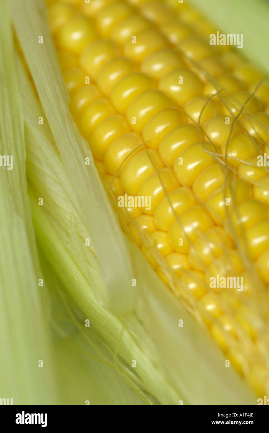 Corn on the Cobb close up Sweetcorn Stock Photo - Alamy