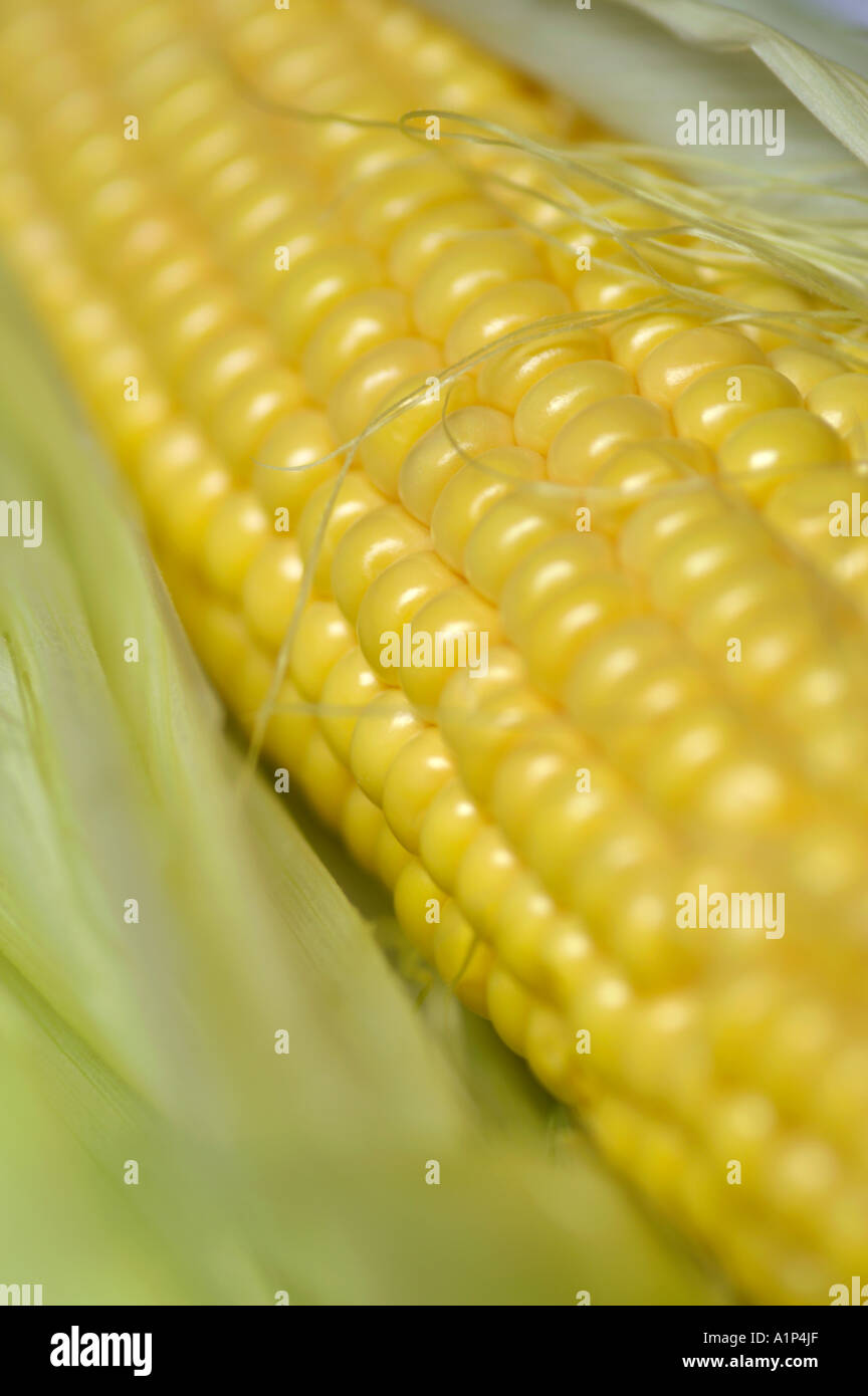 Corn on the Cobb close up Sweetcorn Stock Photo - Alamy