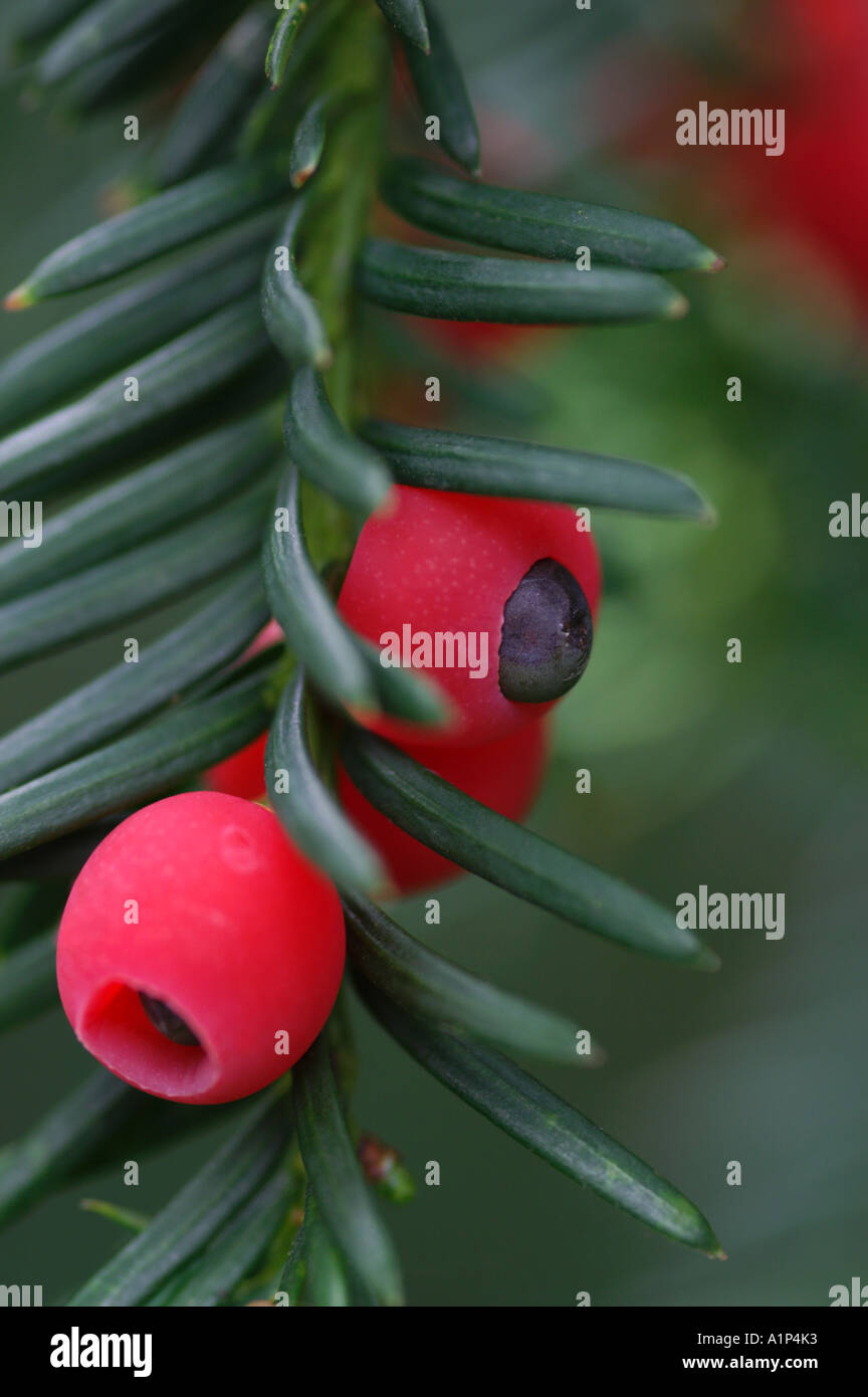 Taxus baccata Yew Tree seed and arils Stock Photo - Alamy