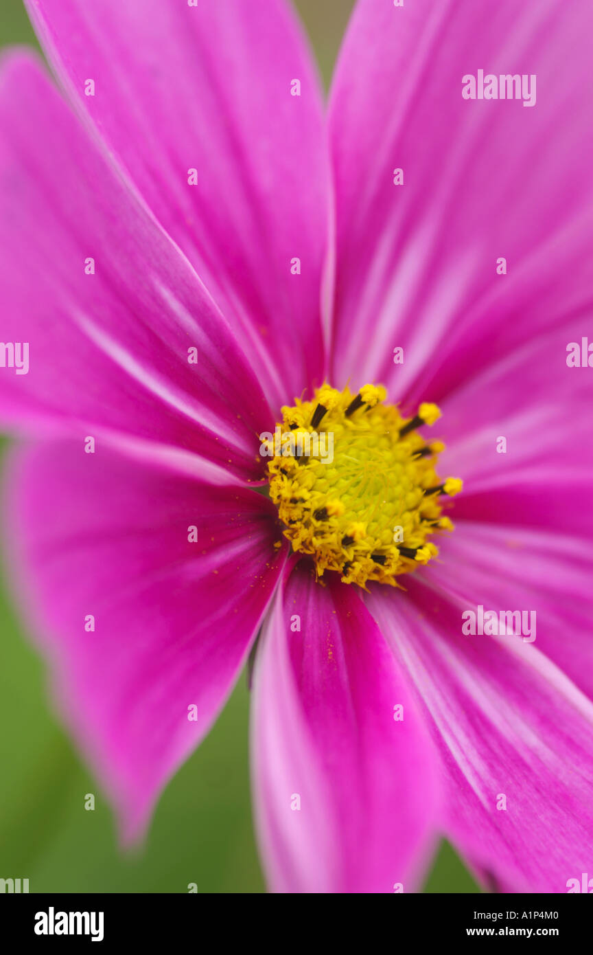 Cosmos bipinnatus close-up Stock Photo - Alamy