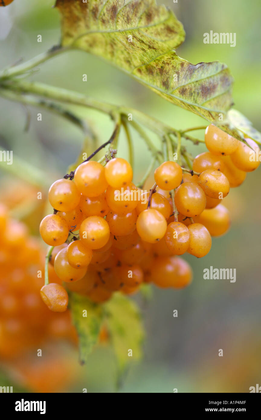 Viburnum opulus Xanthocarpum berries Stock Photo - Alamy