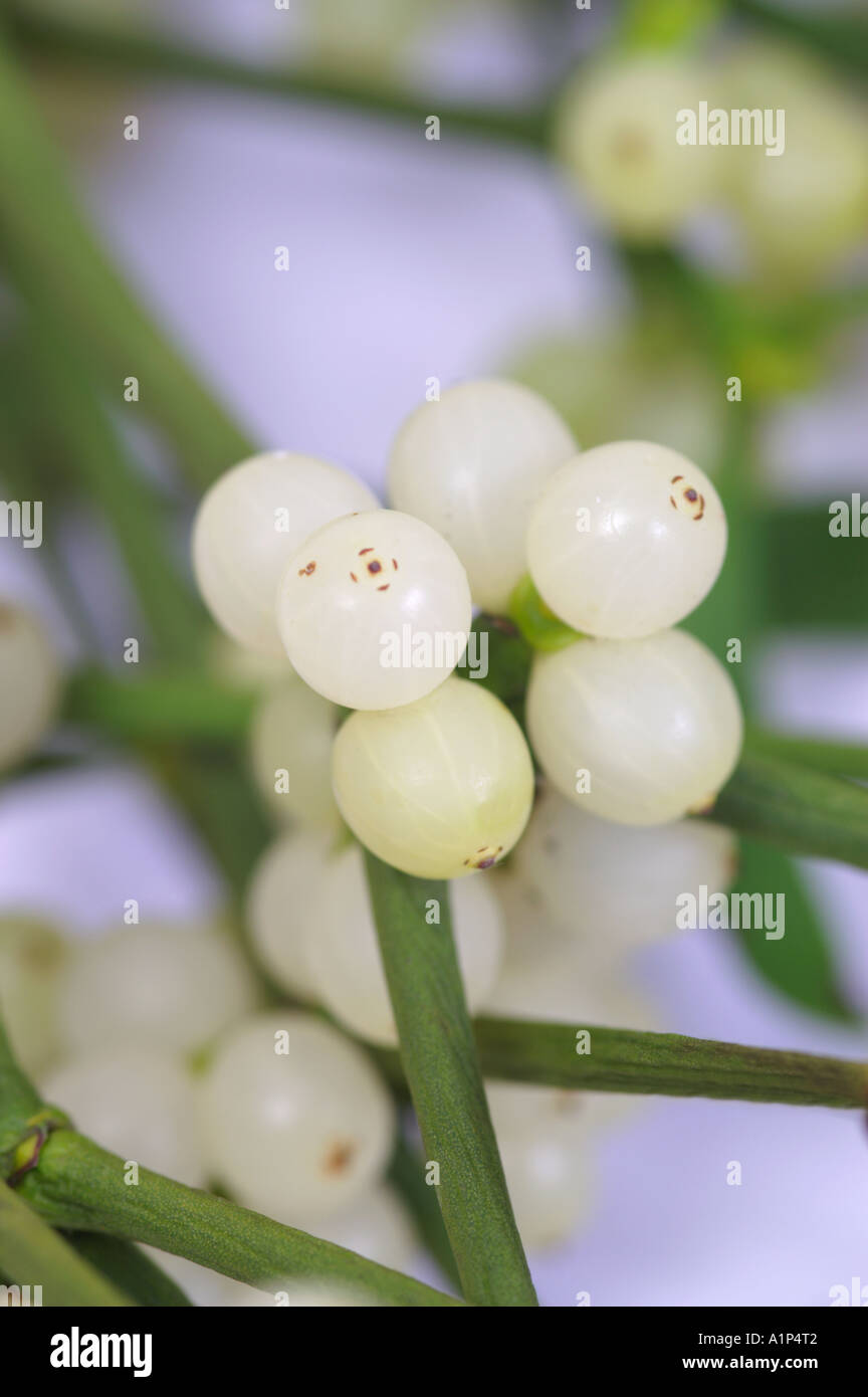 Mistletoe berries white hi-res stock photography and images - Alamy
