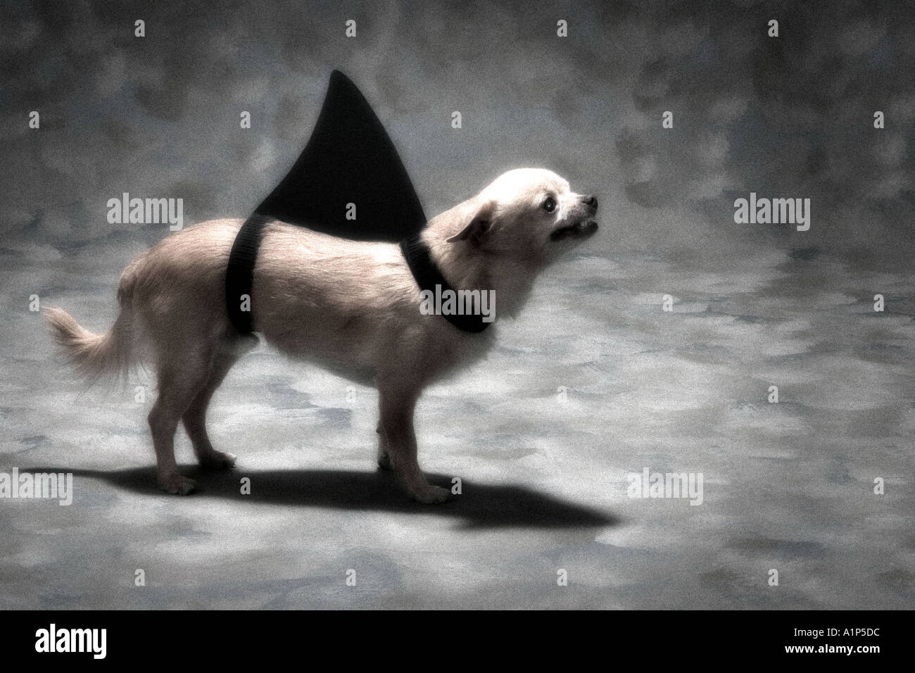 Sharkdog hi-res stock photography and images - Alamy