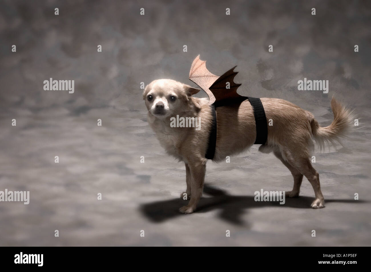 Miniature bat hi-res stock photography and images - Alamy