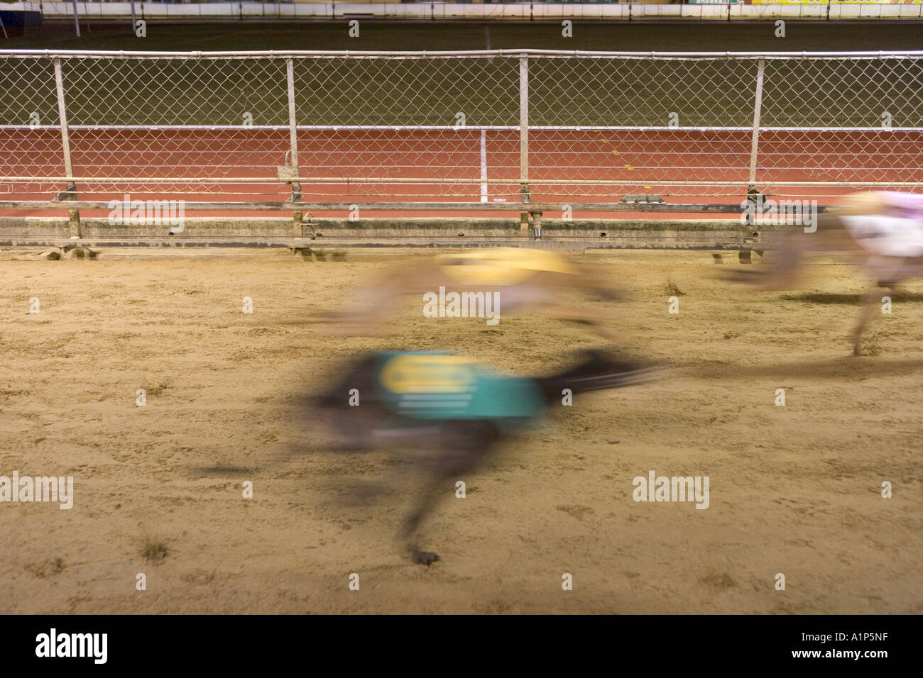 Race Track Canidrome Greyhound Stadium Yat Yuen Macau Stock Photo - Alamy