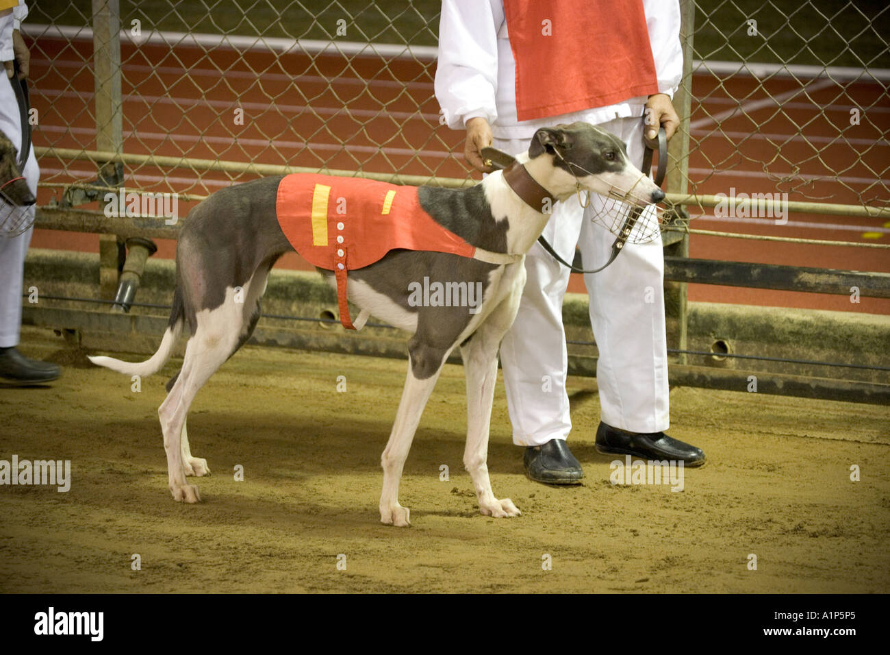 Canidrome Greyhound Stadium Yat Yuen Macau Stock Photo - Alamy