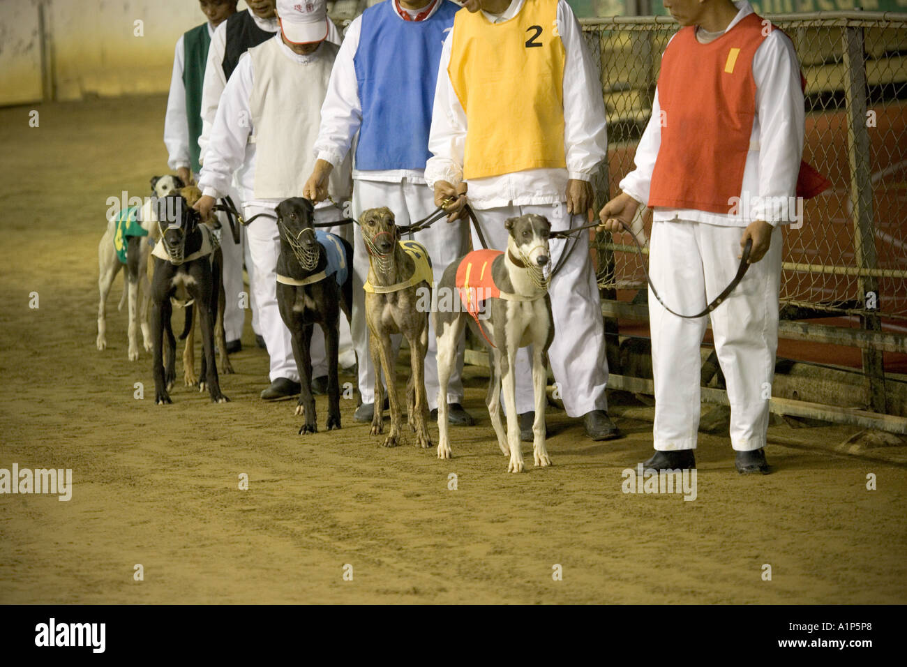 Greyhound race track night hi-res stock photography and images - Alamy