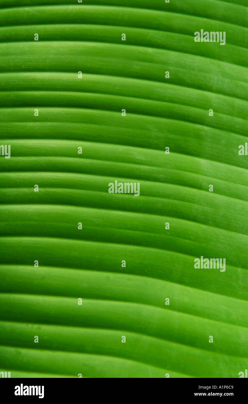 Tropical plant leaf texture Stock Photo - Alamy