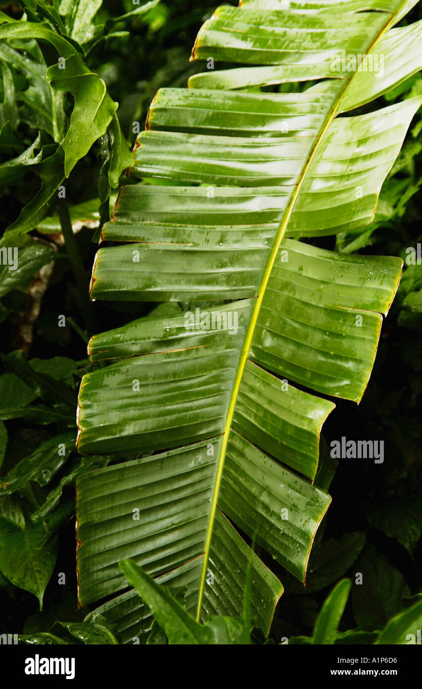 Tropical plant leaf Stock Photo - Alamy