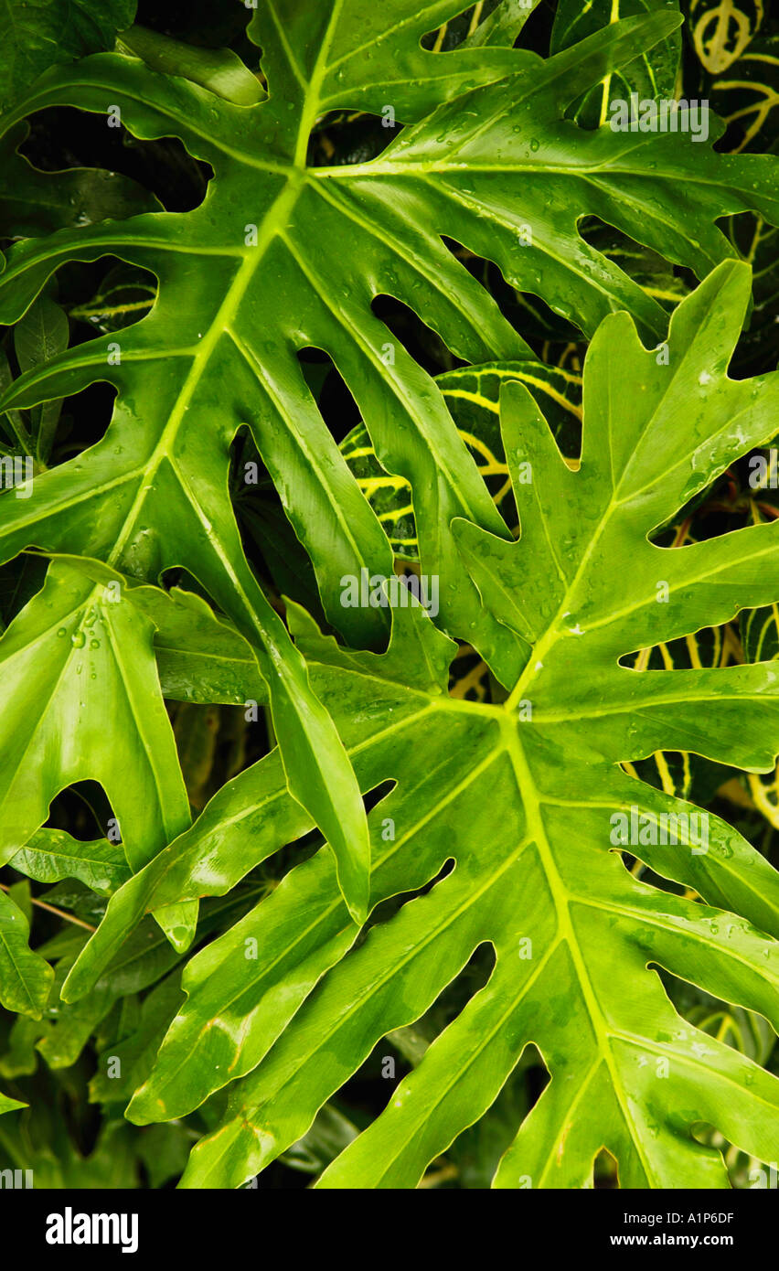 Tropical plant pattern Stock Photo - Alamy