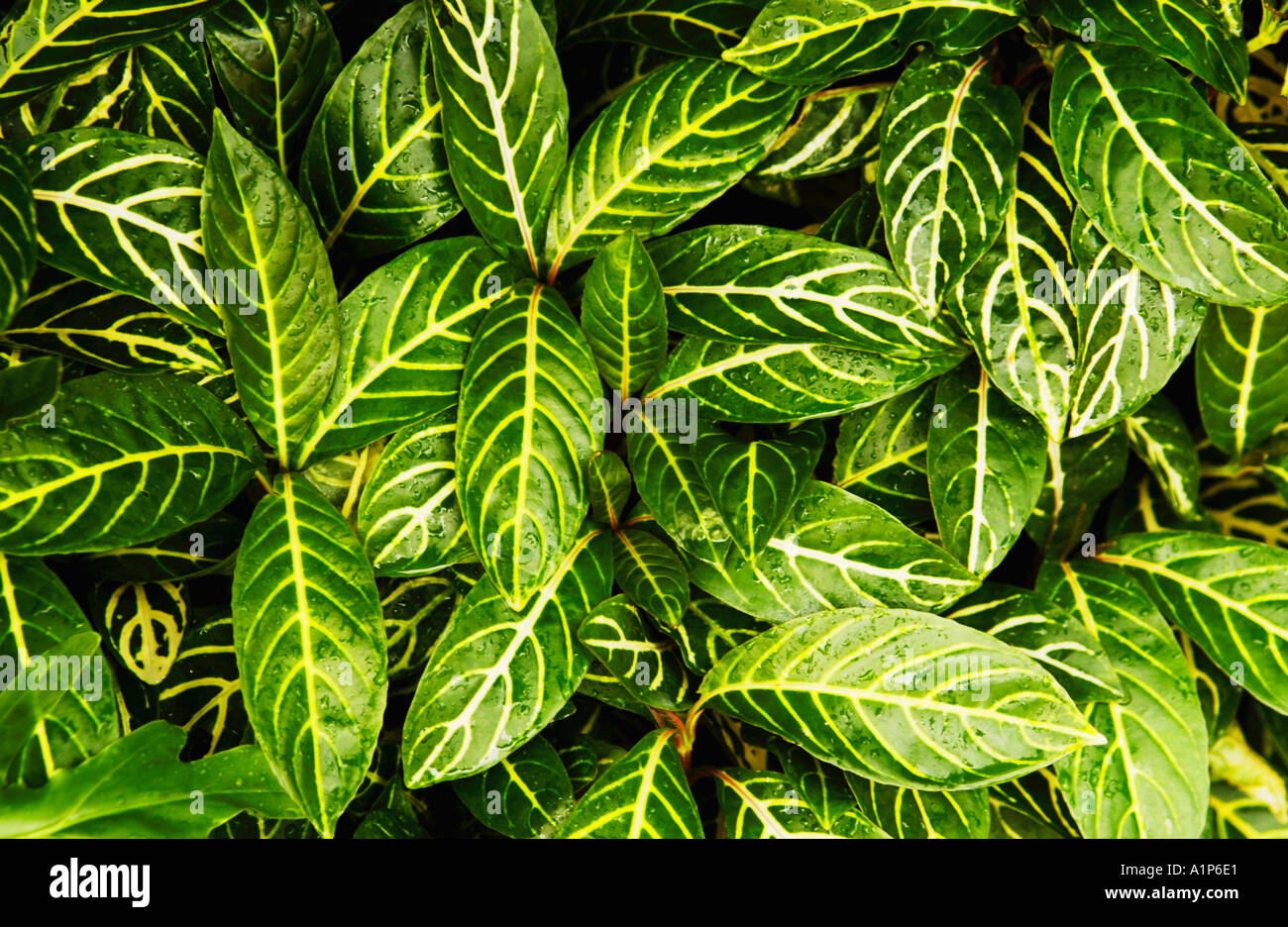 Tropical plant pattern Stock Photo - Alamy