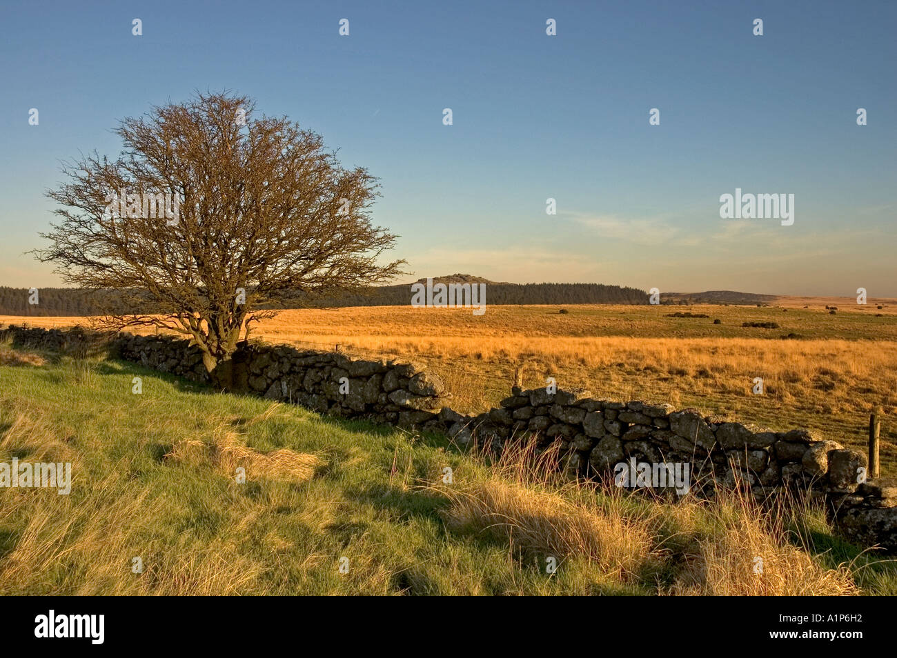 Landscape Dartmoor National Park Devon England Stock Photo - Alamy