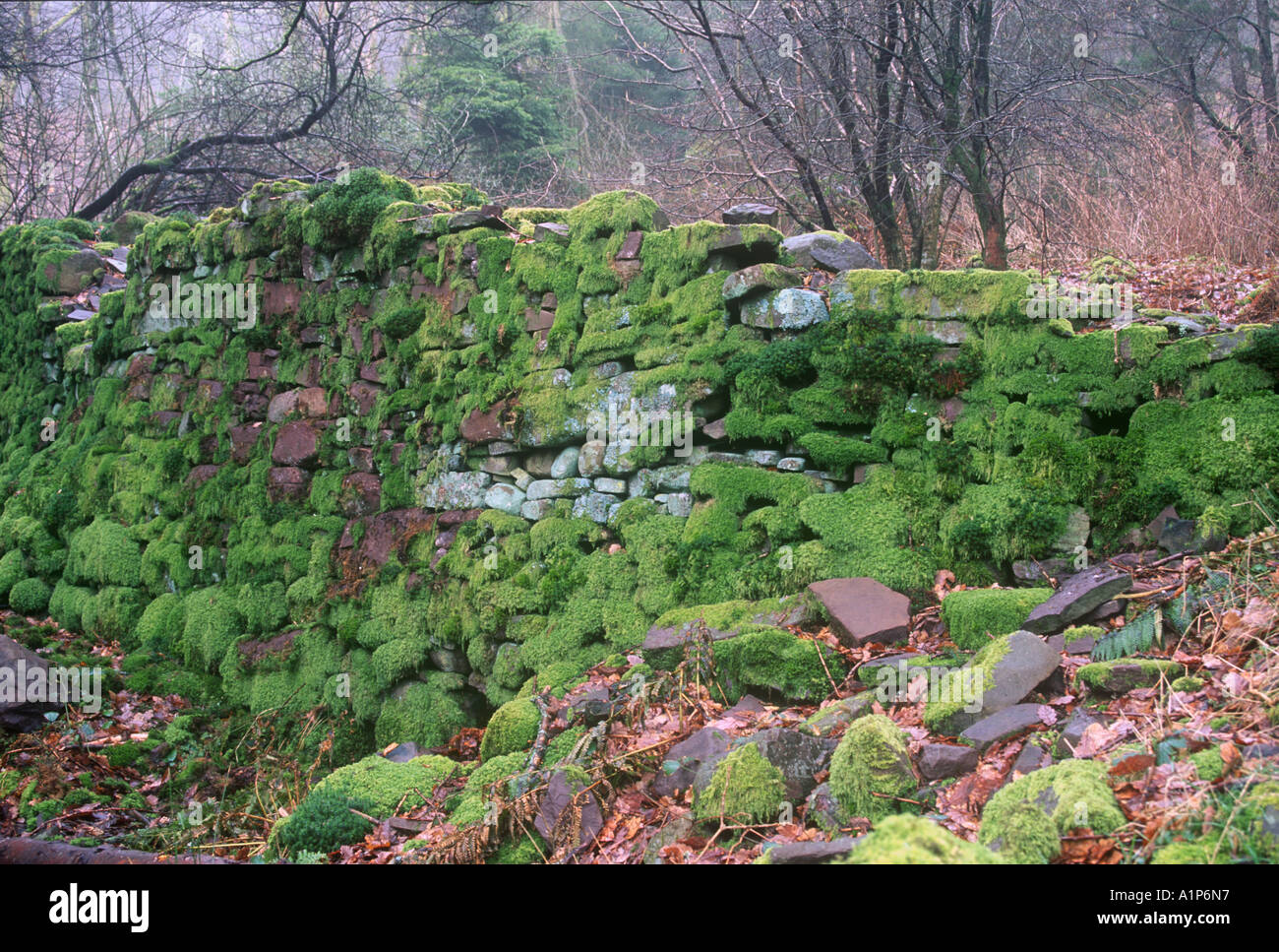 Dry Stone Walling The Glyn Talybont Brecon Beacons Mid Wales Stock ...