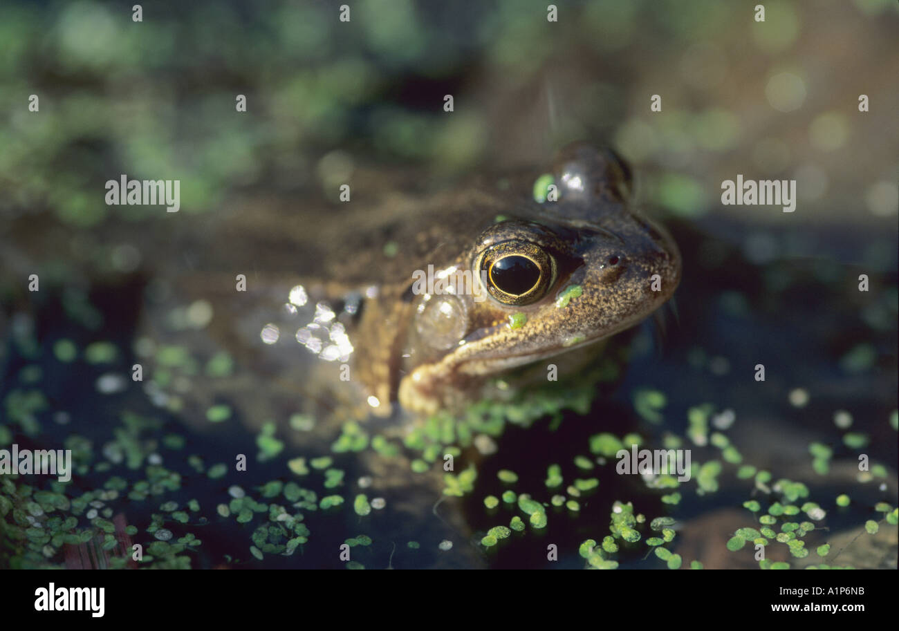 Common Frog Bristol England Stock Photo - Alamy