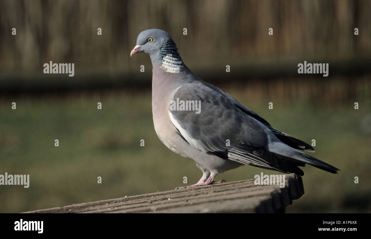 Pigeon Wildfowl Wetlands Trust Gloucestershire England Stock Photo - Alamy